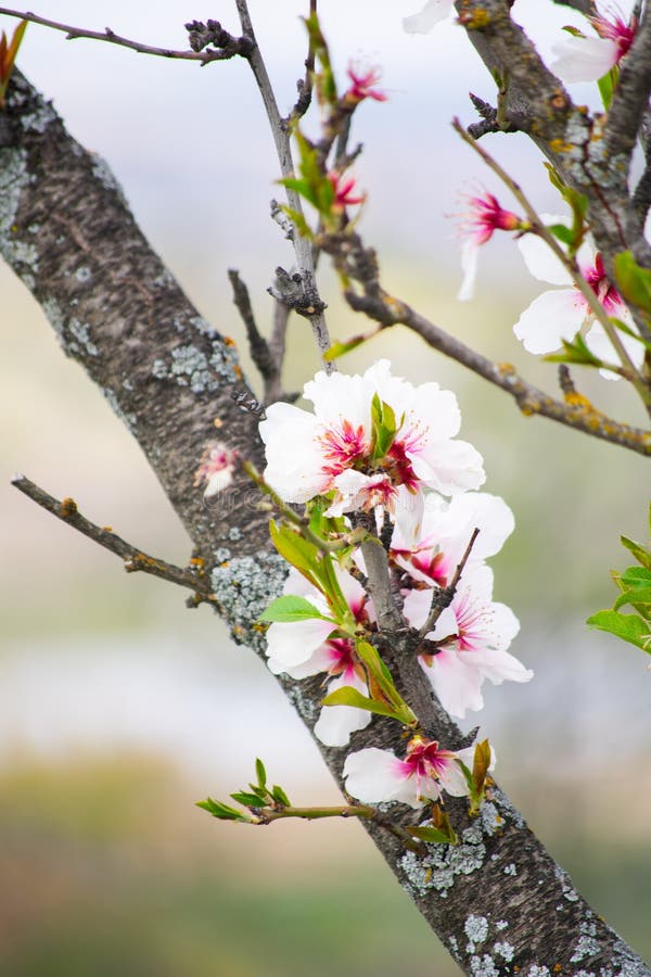 The Flower of an Almond Tree Stock Photo - Image of pink, leaf: 344626764