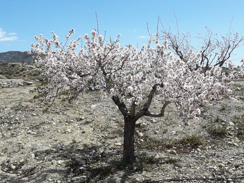 Tree almod floer stock image. Image of almond, flower - 111850937