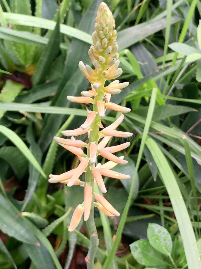 The Flower of the Aloe Vera Plant is Very Beautiful Stock Image - Image ...