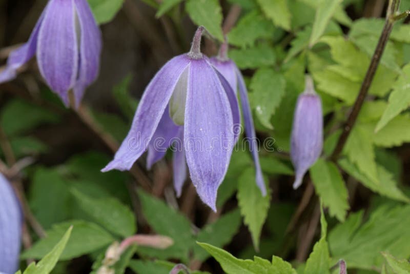 Flower of an Alpine Clematis, Clematis Alpina Stock Photo - Image of ...
