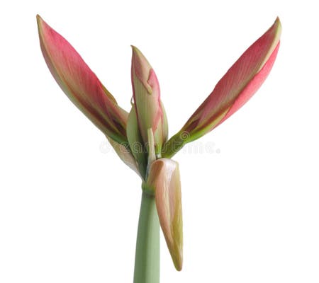 Flower, Amaryllis buds stock photo. Image of flowering - 23348300