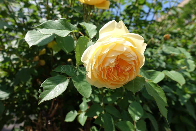 A Flower of Yellow Rose in May Stock Photo - Image of beautiful ...