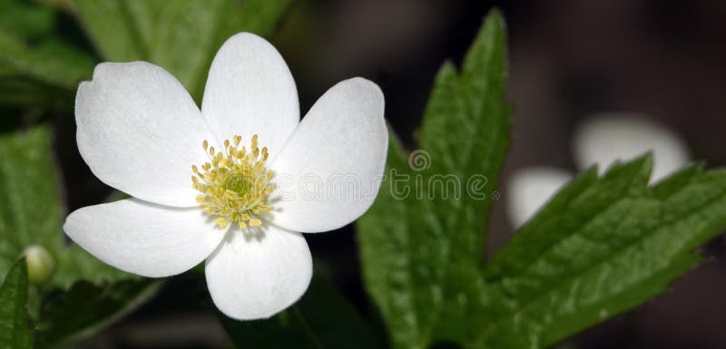 Flower Anemone or Anemone Close-up during the Day Stock Image - Image ...