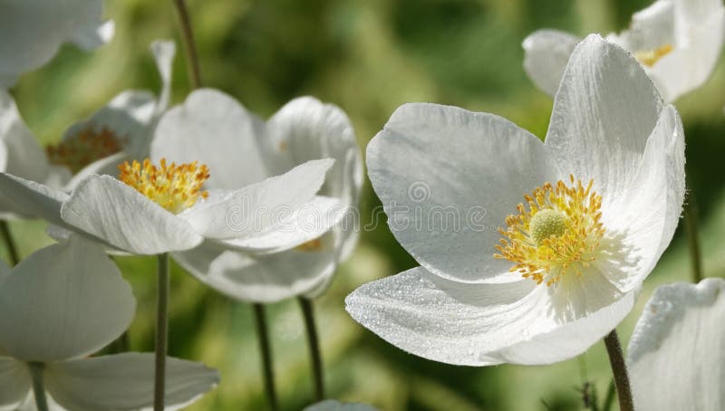 Flower Anemone or Anemone Close-up during the Day Stock Photo - Image ...
