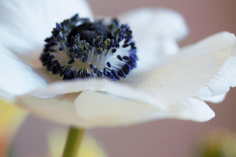 Flower stock image. Image of blue, flower, beauty, white - 54268457