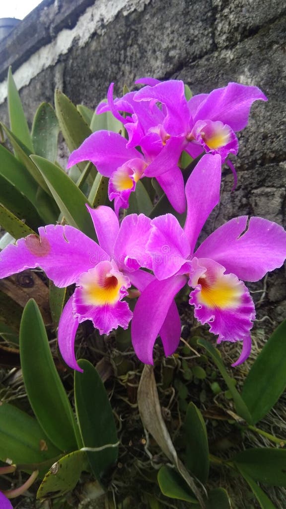 Flower Anggrek , Beautiful Anggrek Romansa Flower Stock Photo - Image ...