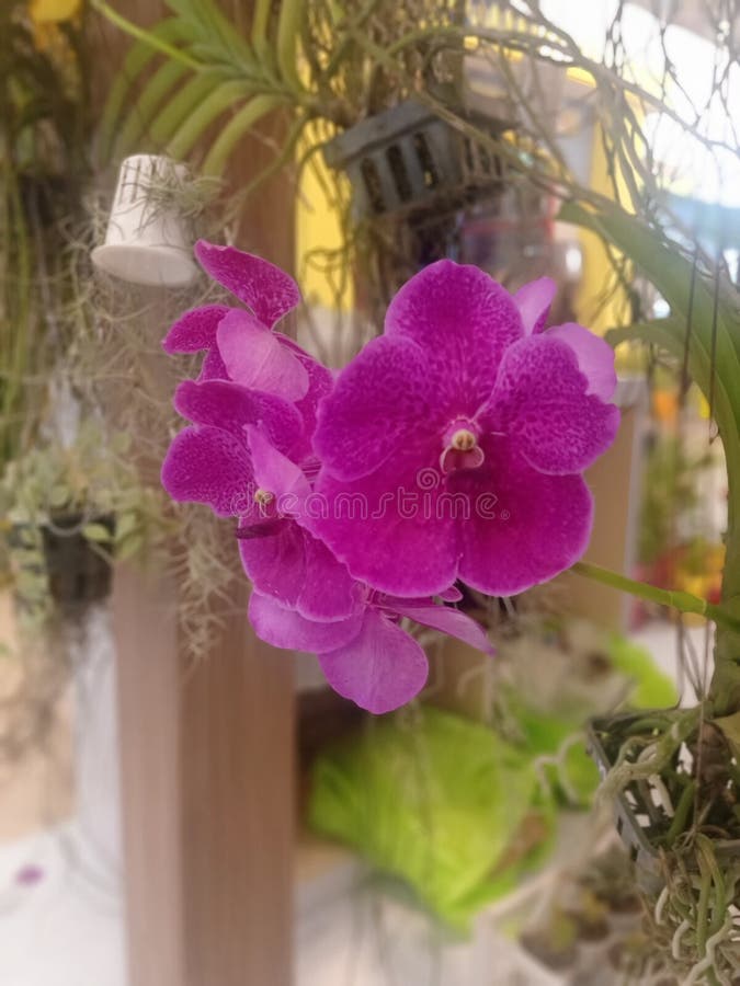 Flower Anggrek Purple Green Beautiful Stock Photo - Image of beautiful ...