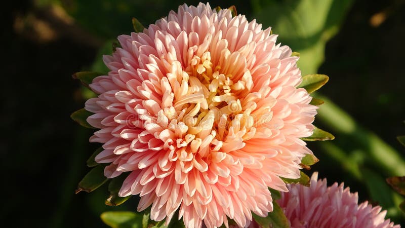 Flower of the annual aster stock photo. Image of delicate - 371971748