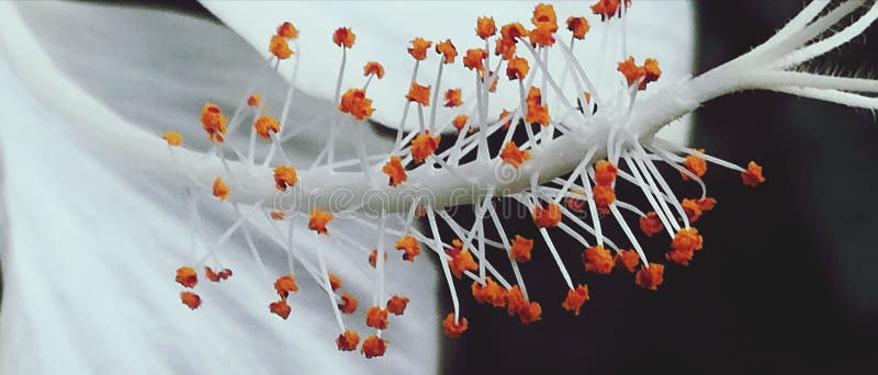 Flower& X27; Antera Y Estigma De S Foto de archivo - Imagen de flores ...