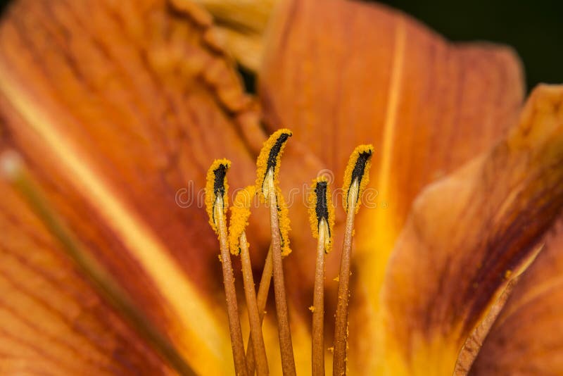 Flower anther stock photo. Image of ideas, frame, black - 48249492