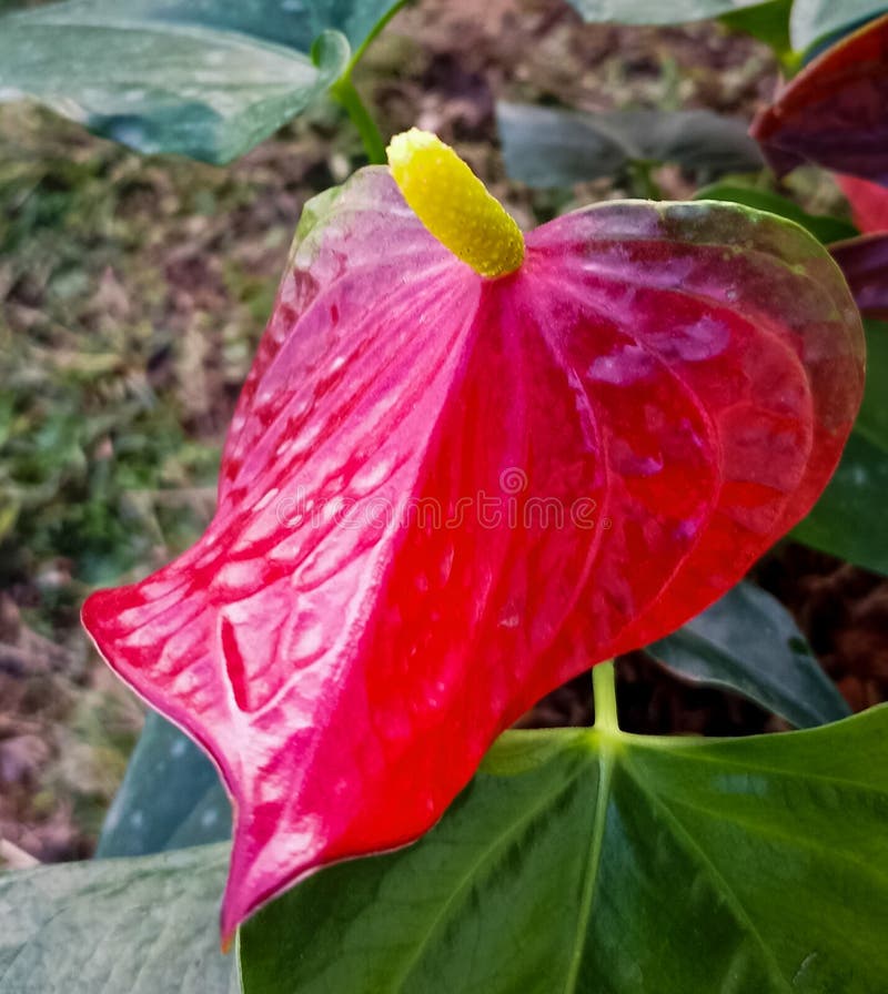 Flower of Anthurium is so Exciting and Beautifull Stock Image - Image ...