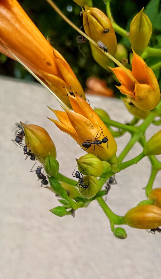 A Flower with Ants in a Fixed Frame Stock Image - Image of frame, ants ...