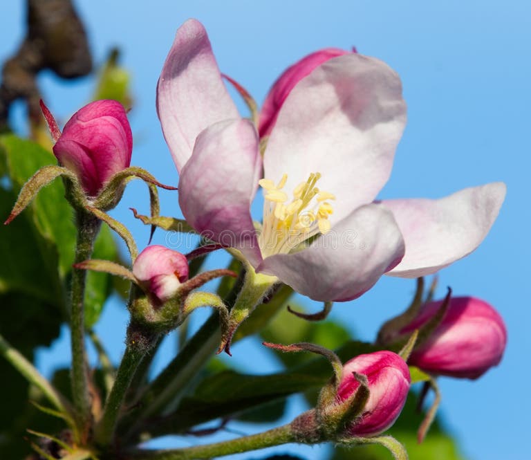 Flower of apple stock photo. Image of inflorescence, prime - 22639980