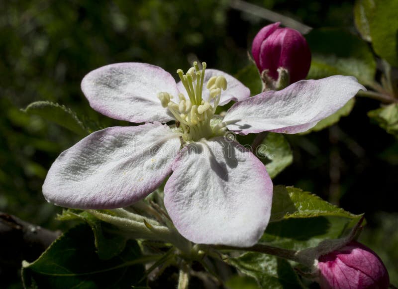 Flower of apple stock image. Image of white, flora, heart - 53899957