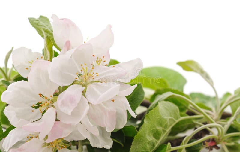 Flower of apple stock photo. Image of fruit, creative - 178969286