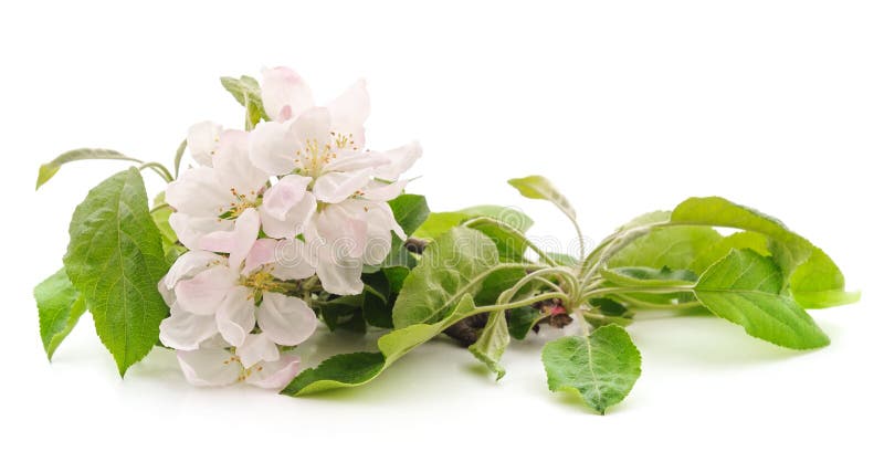 Flower of apple stock photo. Image of flower, agriculture - 180687156