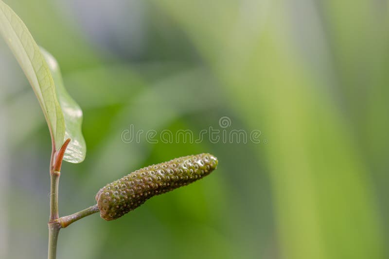 A Flower from a Apple Java Tree in Bloom is Ivory White Stock Image ...