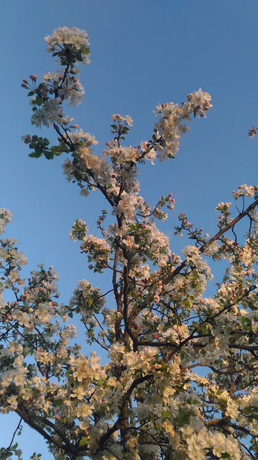 Flowers of apple tree stock image. Image of apple, melo - 171577759