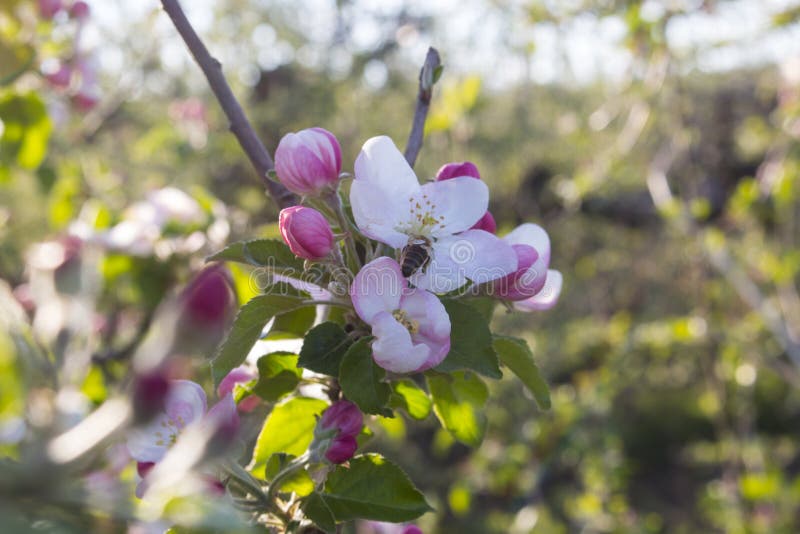 Flower of an apple tree stock photo. Image of spring - 91611926