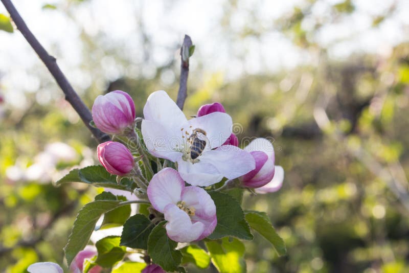 Flower of an apple tree stock photo. Image of tree, insect - 91611954