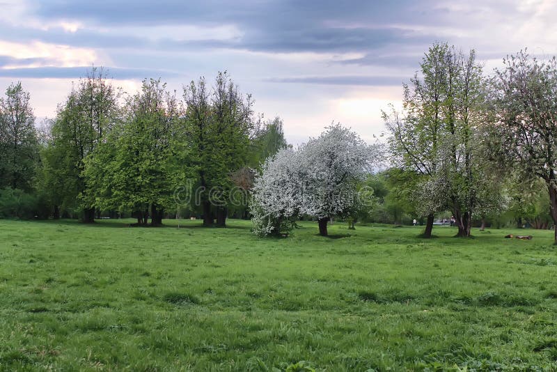 Flower Apple Tree in Field Sunset Stock Photo - Image of blooming ...