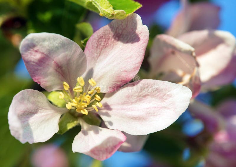 Flower of Apple Tree in Latin Malus Domestica Stock Photo - Image of ...