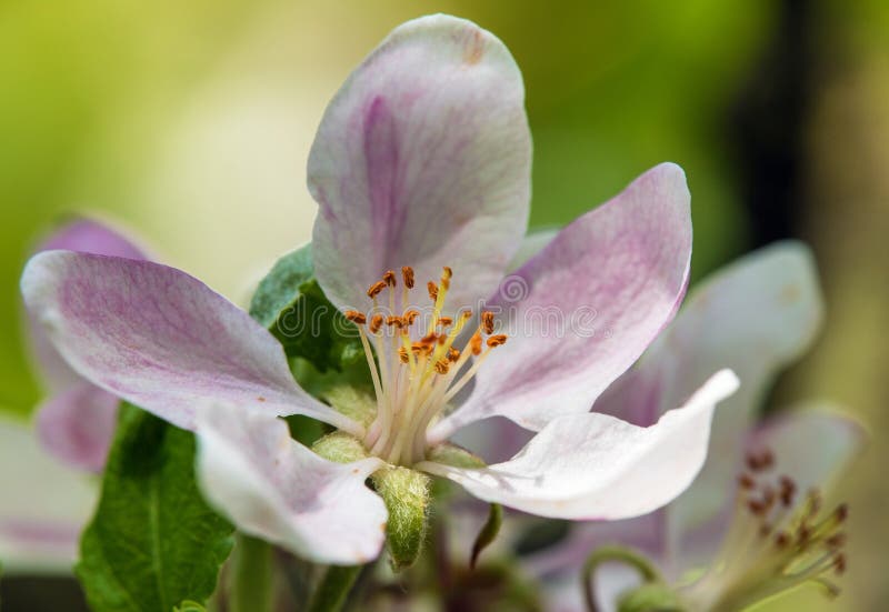 Flower of Apple Tree in Latin Malus Domestica Stock Image - Image of ...