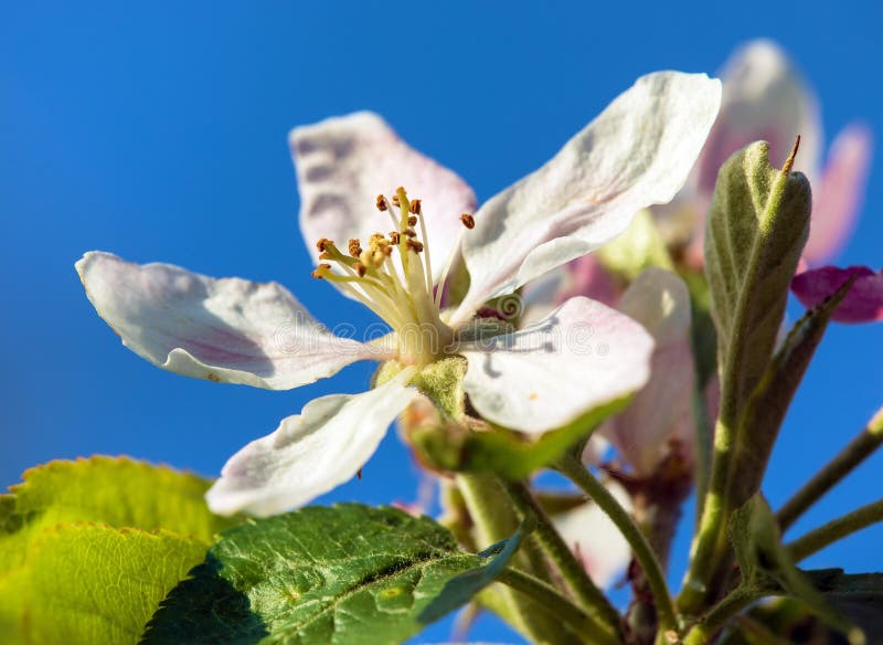 Flower of Apple Tree in Latin Malus Domestica Stock Photo - Image of ...