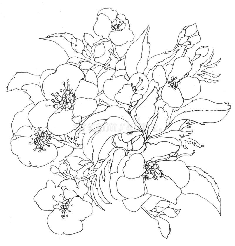Flower Apple Tree Lineart Pattern Stock Image - Image of person, branch ...