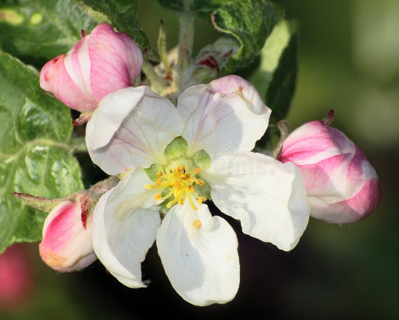 Flower of apple tree stock photo. Image of blossom, gardening - 44580058