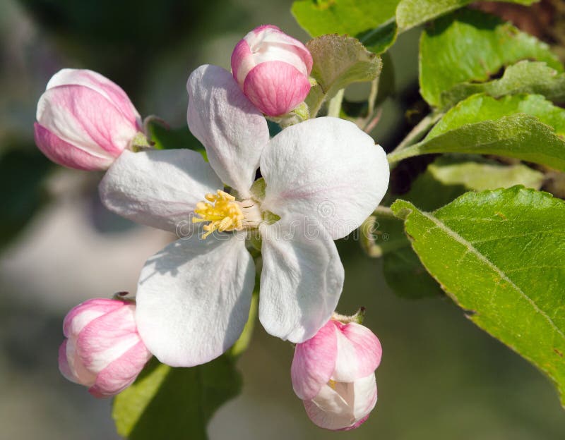 Flower of apple tree stock image. Image of gardening - 45603599