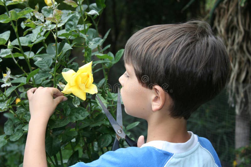 Flower appretiation stock image. Image of flower, rose - 915417