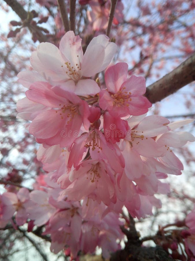 Flower @ april stock image. Image of flower, spring, holliday - 91150363