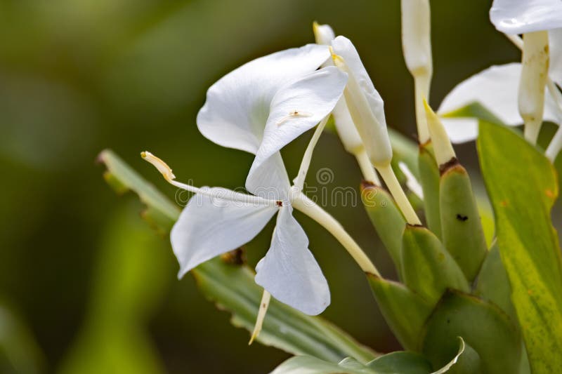 Flower of an Aquatic Ginger, Alpinia Aquatica Stock Photo - Image of ...