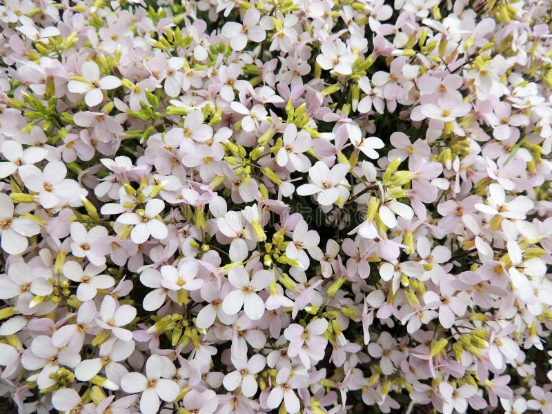 Flower arabis, cruciferous stock photo. Image of inflorescence - 63618694
