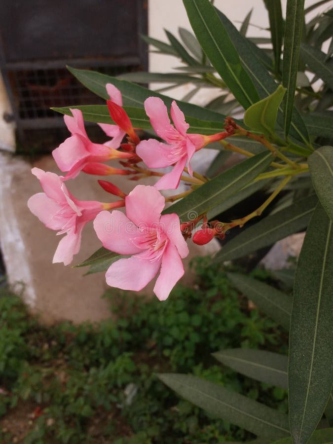 Arali Flower Stock Photos - Free & Royalty-Free Stock Photos from ...