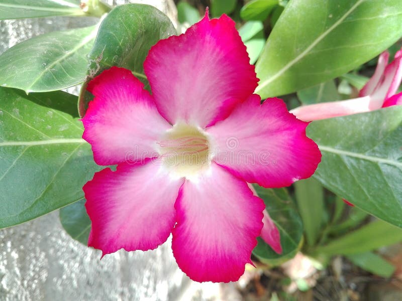 Araliya flower stock photo. Image of world, flower, very - 143044432