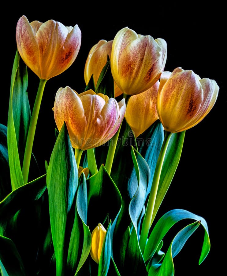 Flower Arrangement in Closeup, Tulips Stock Photo - Image of spring ...