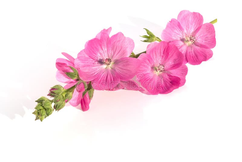 Flower Arrangement of Fresh Sprig of Pink Sidalcea, for Design and ...