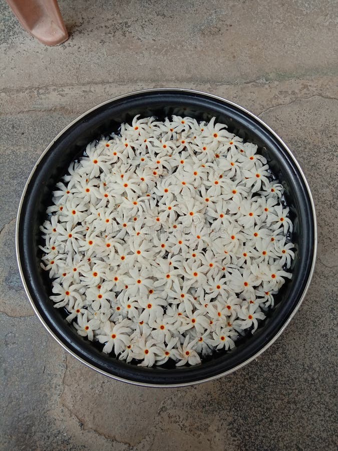 Flower art in cooking pot stock photo. Image of ruins - 166833400