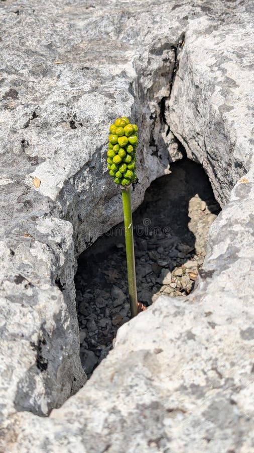 Flower art nature rocks stock image. Image of plant - 384432495