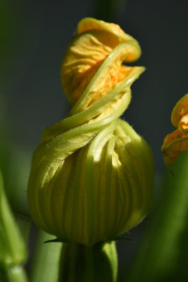Zucchini - flower - detail stock image. Image of flora - 270631605