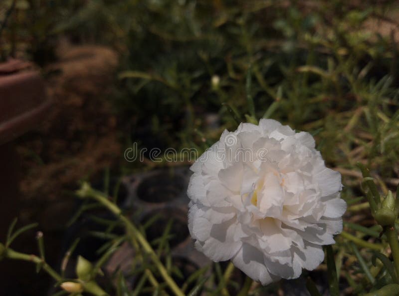 Flower as soon as moon stock photo. Image of flower - 196121796