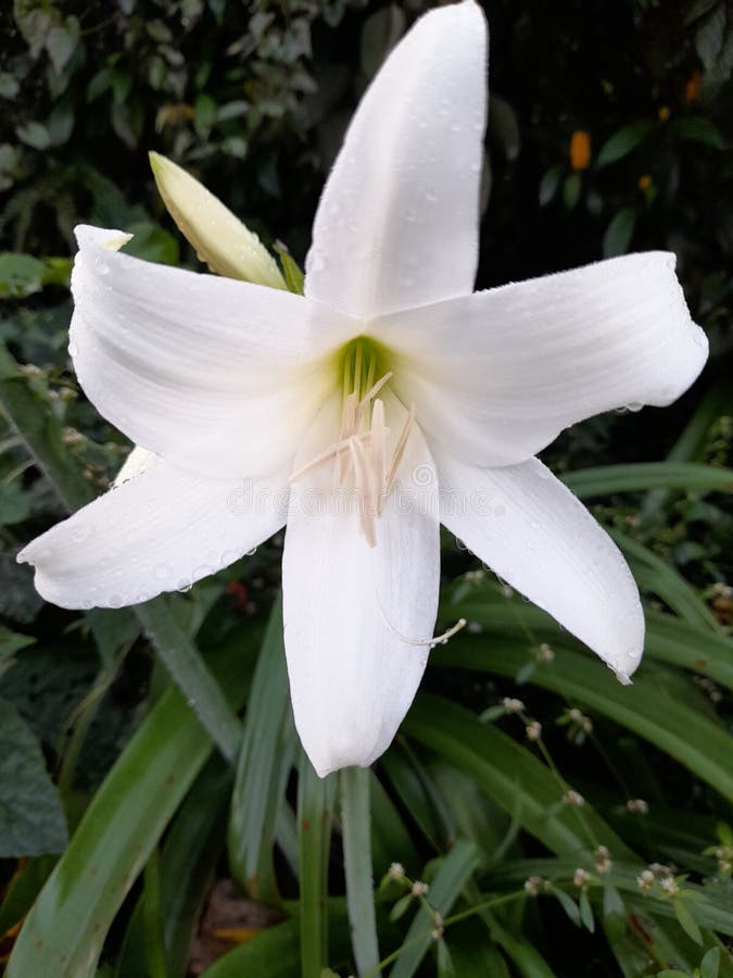 Flower As White As Snowd As Fragrant As Perfume Stock Photo - Image of ...
