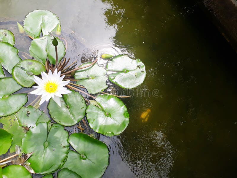 Flower of asia stock photo. Image of lotus, asia, flower - 137897454