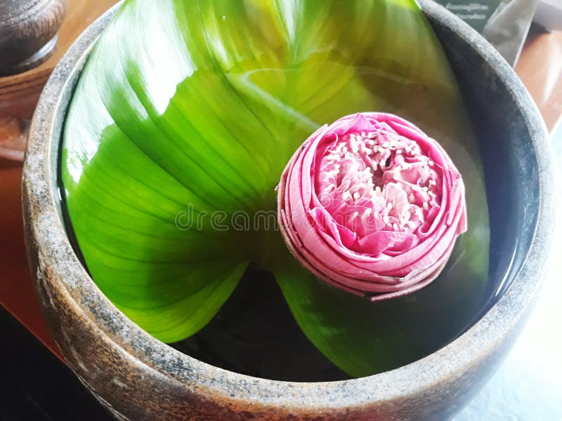 Flower of asia stock photo. Image of leaf, asia, flower - 137897502