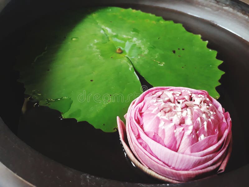 Flower of asia stock photo. Image of flower, asia, lotus - 137897540