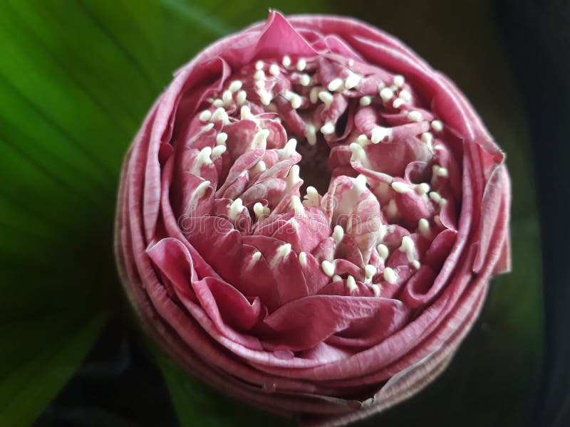 Flower of asia stock photo. Image of flower, leaf, asia - 137897622