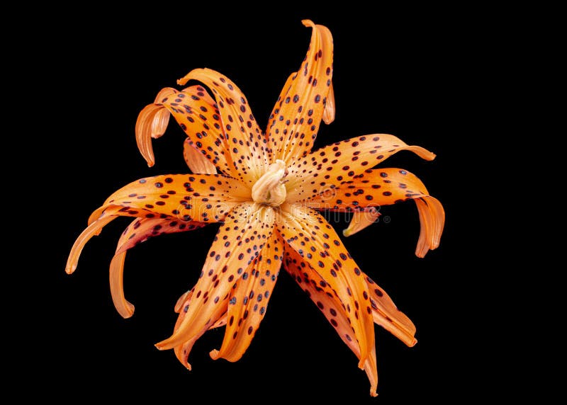 Flower of Asian Lily, Isolated on Black Background Stock Photo - Image ...
