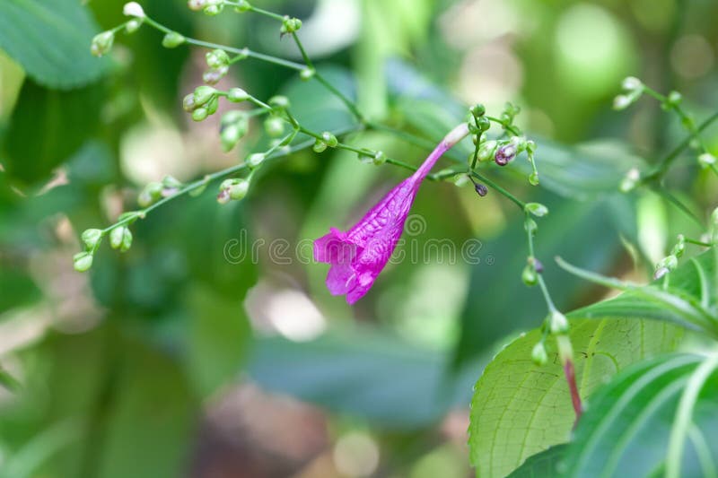 Flower of an Assam Indigo, Strobilanthes Cusia Stock Image - Image of ...